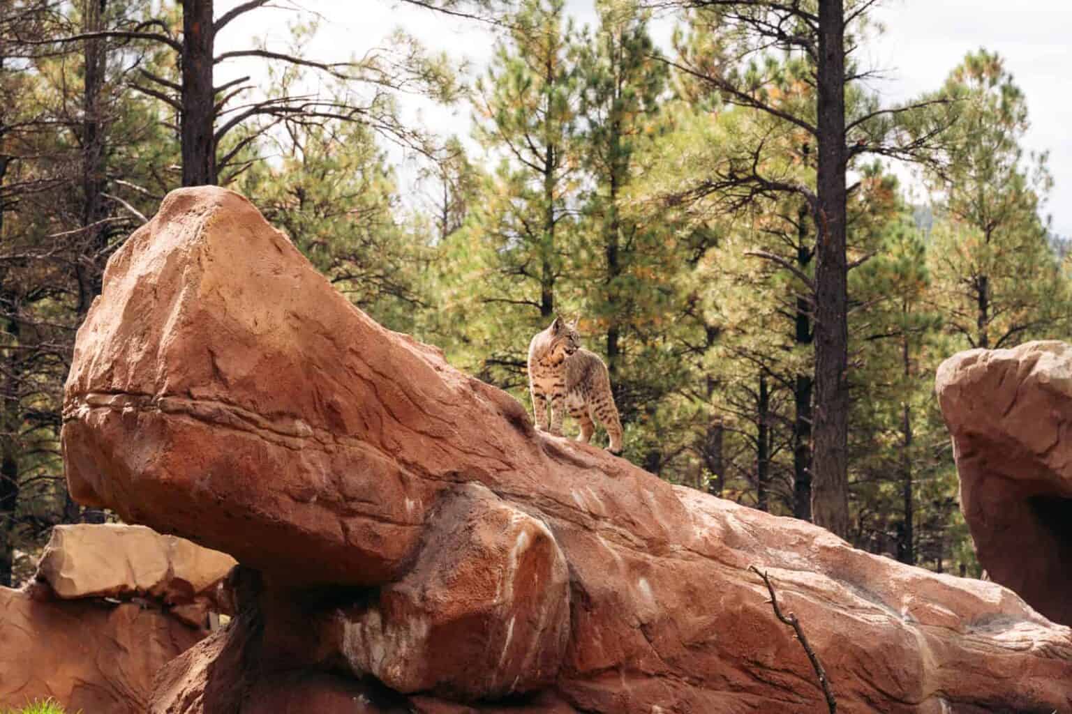 5 Reasons You'll Love Bearizona Wildlife Park In Williams - Karabou ...