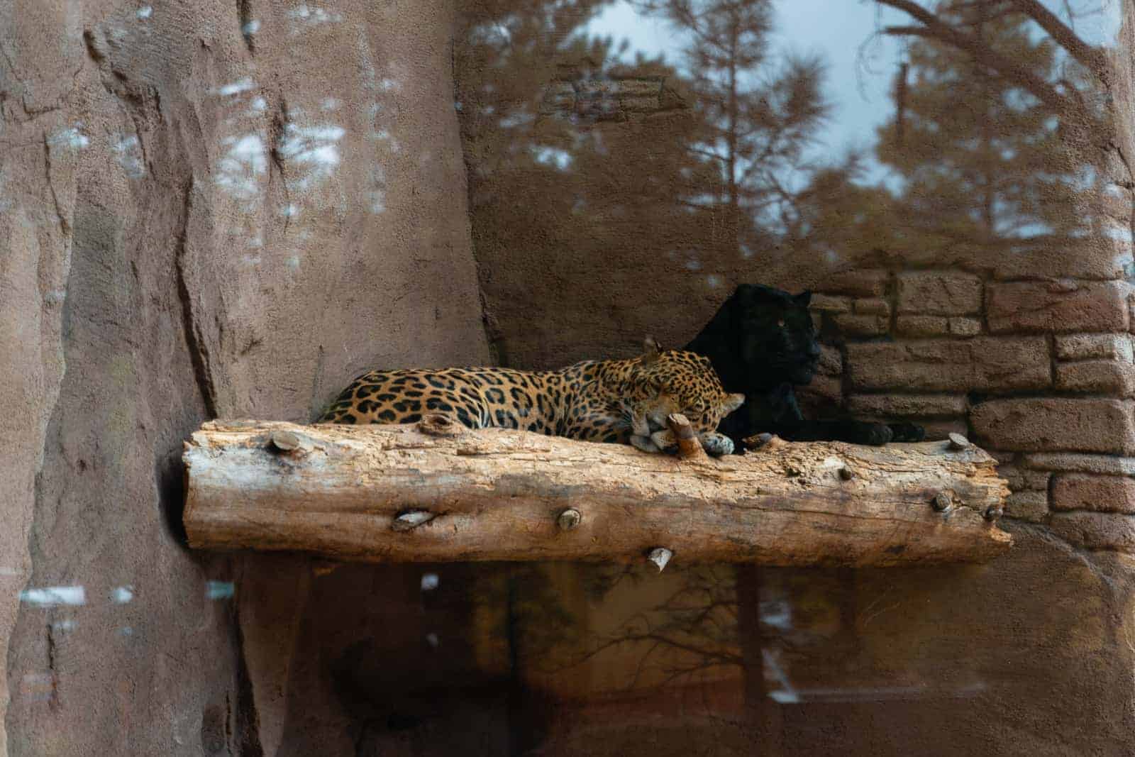 5 Reasons You'll Love Bearizona Wildlife Park In Williams - Karabou ...