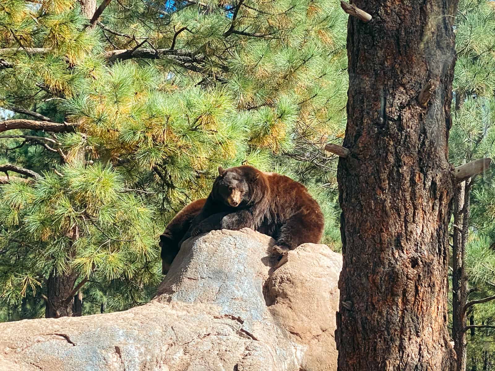5 Reasons You'll Love Bearizona Wildlife Park In Williams - Karabou Adventures