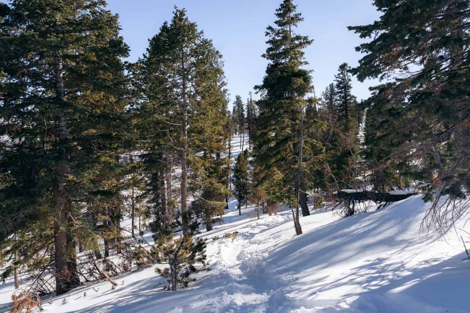 Hiking Bristlecone Loop Trail in Bryce Canyon - Karabou Adventures