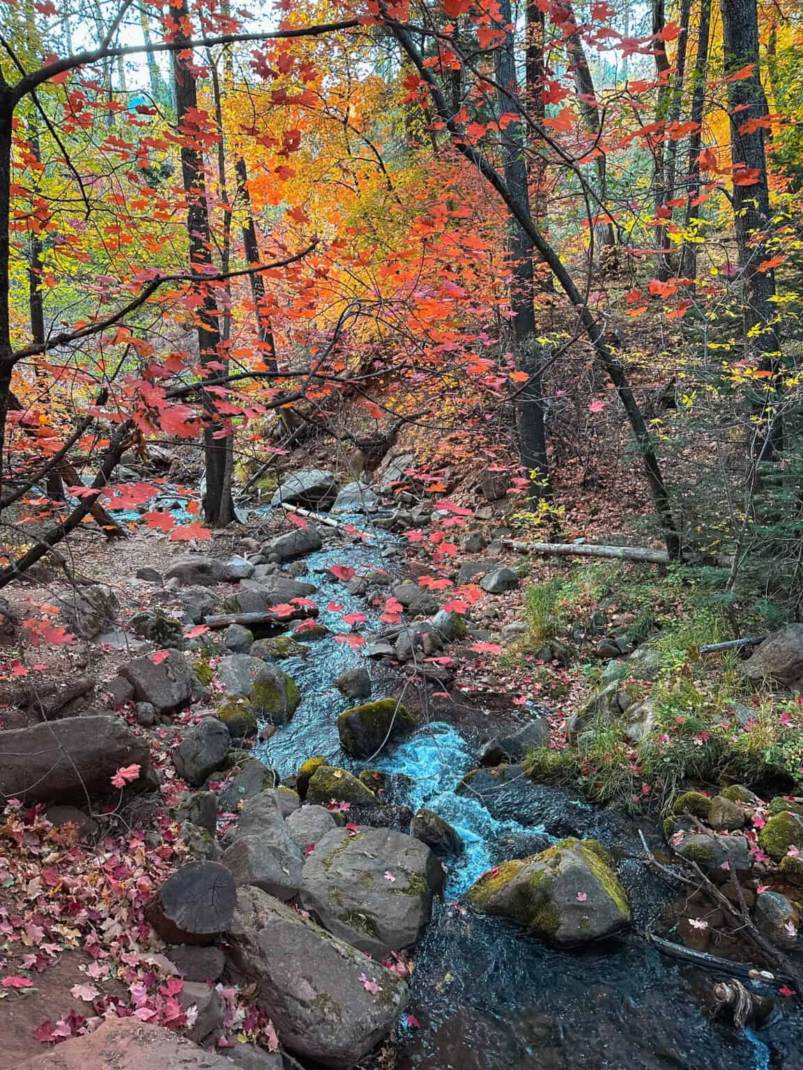 See Spring Trail- A Fall Staple In Payson, Arizona - Karabou Adventures