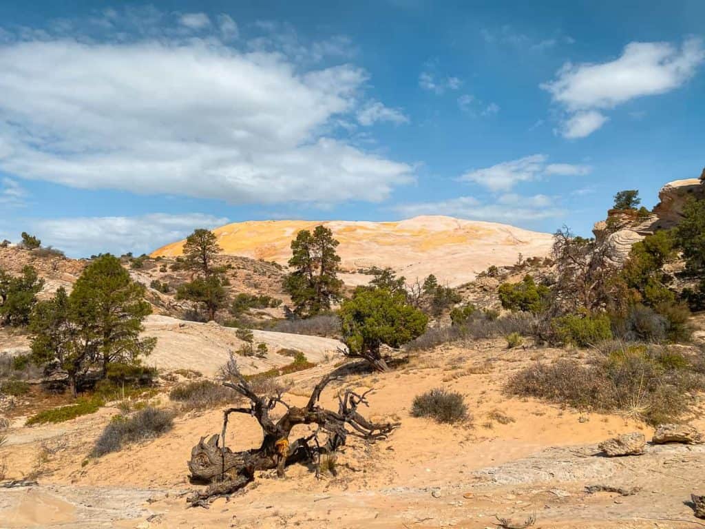 Yellow Rock: A Unique Hike In Grand Staircase-Escalante - Karabou ...
